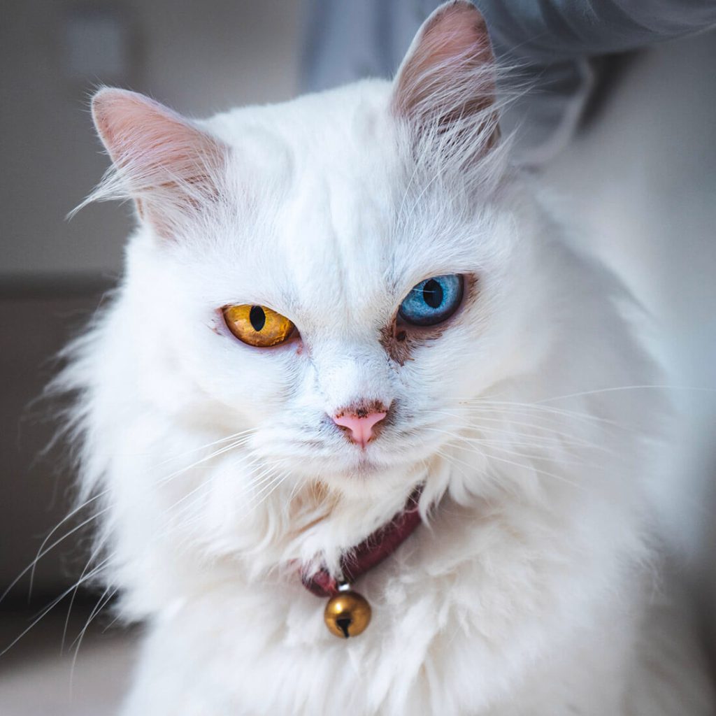 Veterinarian - MBNCARD, Inc.